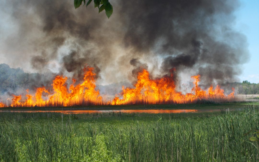 Lake Erie CWMA | Great Lakes Phragmites Collaborative