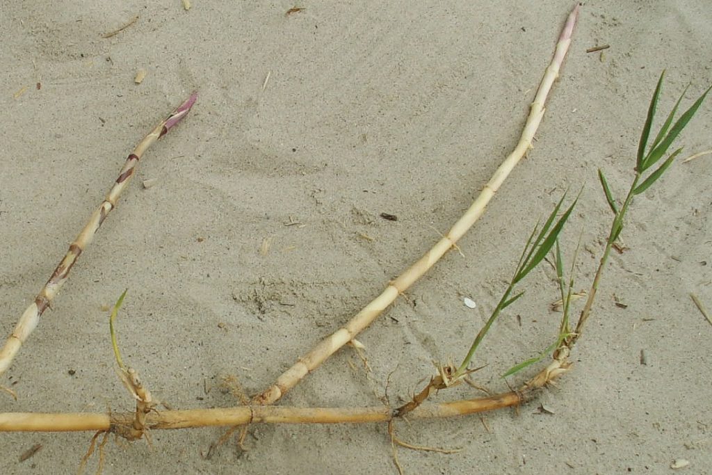 Phrag Basics | Great Lakes Phragmites Collaborative