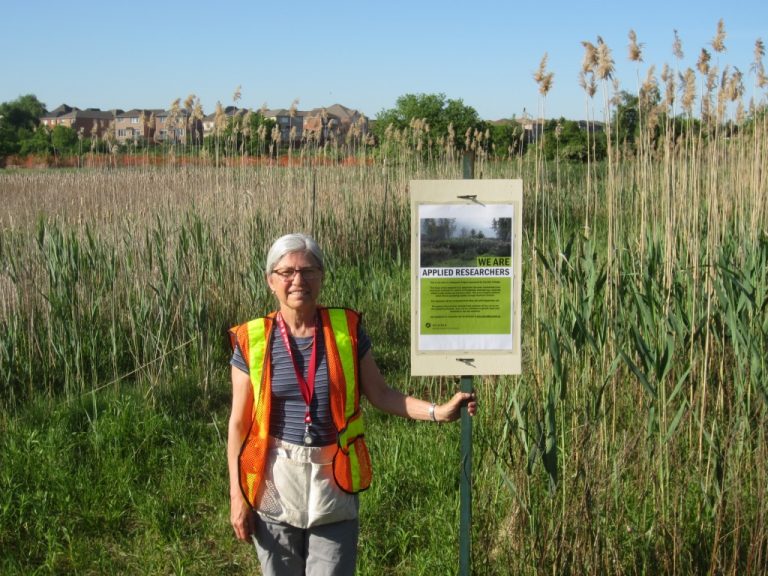 Management Techniques | Great Lakes Phragmites Collaborative