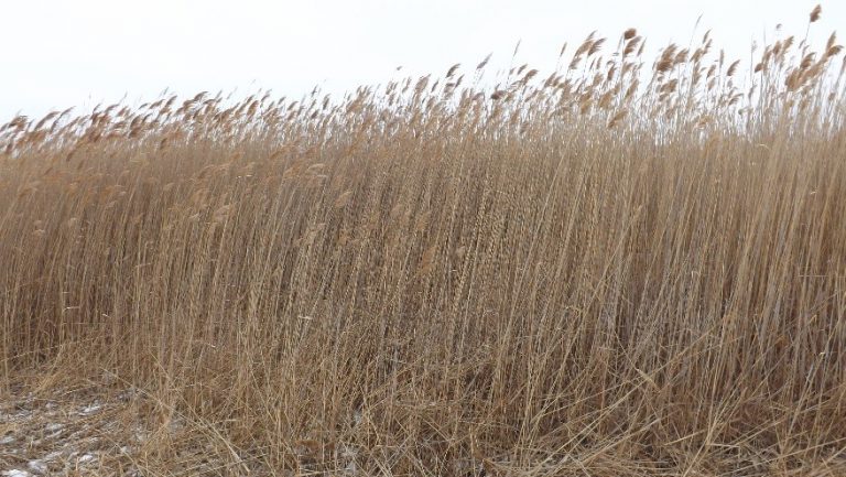 Phragmites’ Annual Cycle and Associated Management Actions | Great ...
