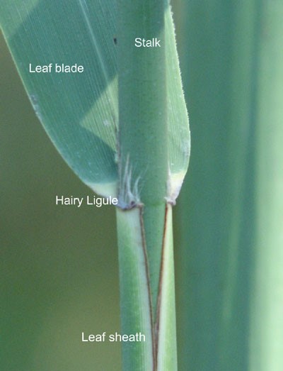 Identifying Native vs. Invasive Phragmites | Great Lakes Phragmites ...