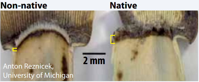 Identifying Native vs. Invasive Phragmites | Great Lakes Phragmites ...