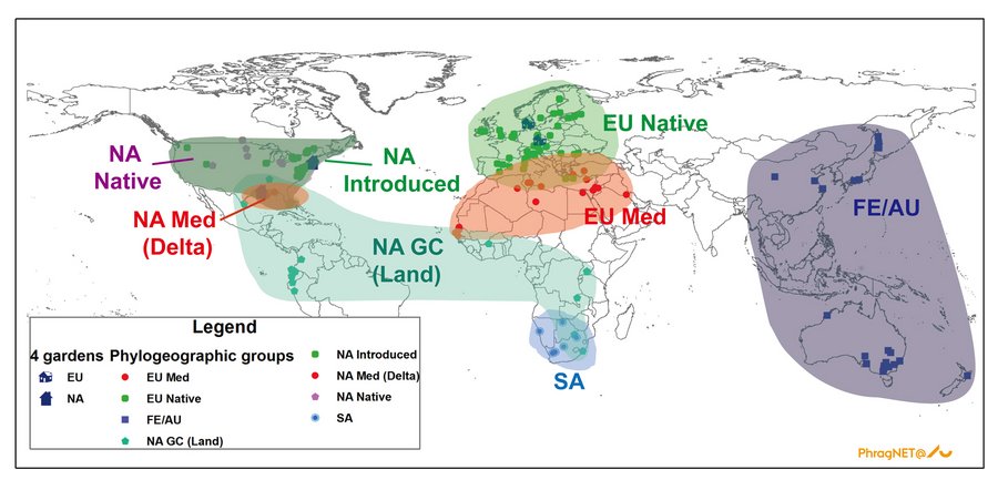 Phragmites invasion in the Great Lakes region | Great Lakes Phragmites ...
