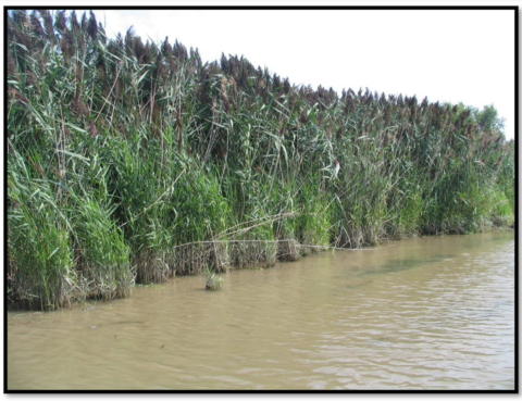What makes the non-native lineage of Phragmites so successful compared ...