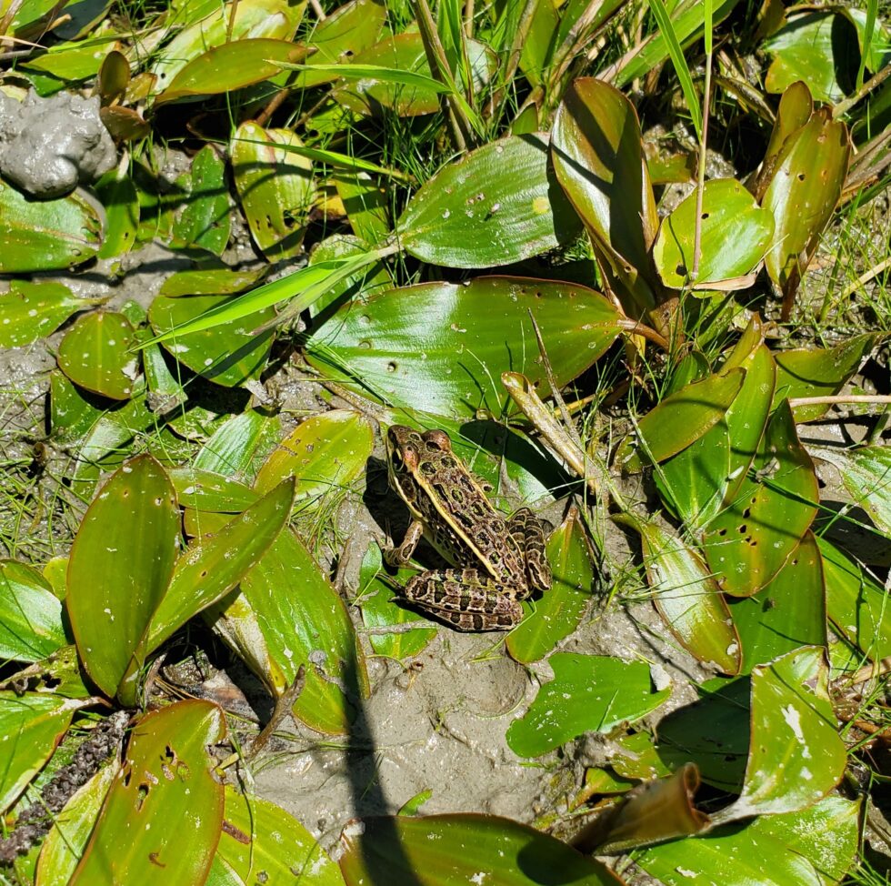 Impacts | Great Lakes Phragmites Collaborative