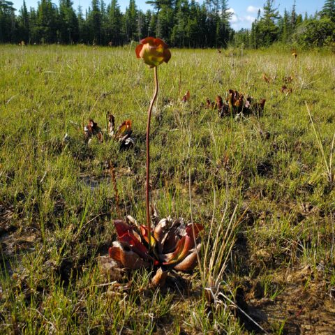 Impacts | Great Lakes Phragmites Collaborative