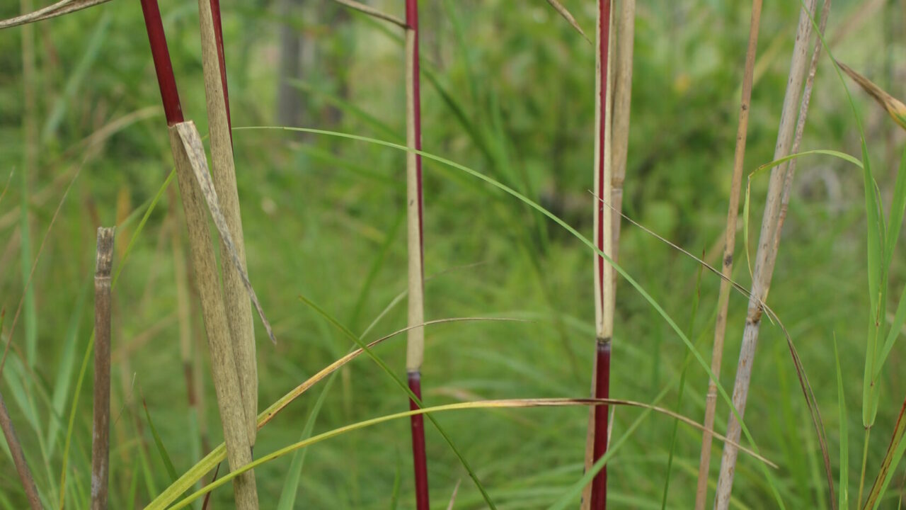 Impacts | Great Lakes Phragmites Collaborative