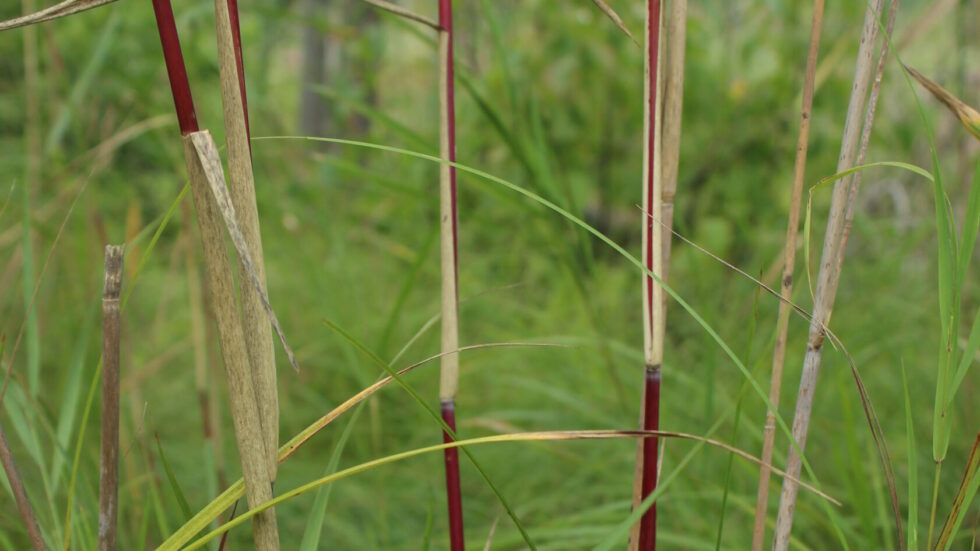 Impacts | Great Lakes Phragmites Collaborative